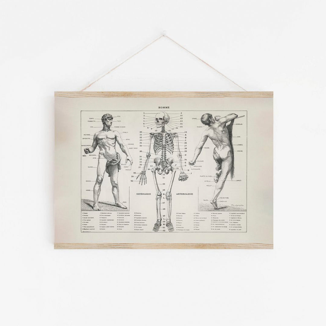 Plakat A3 Anatomi – Norway Designs