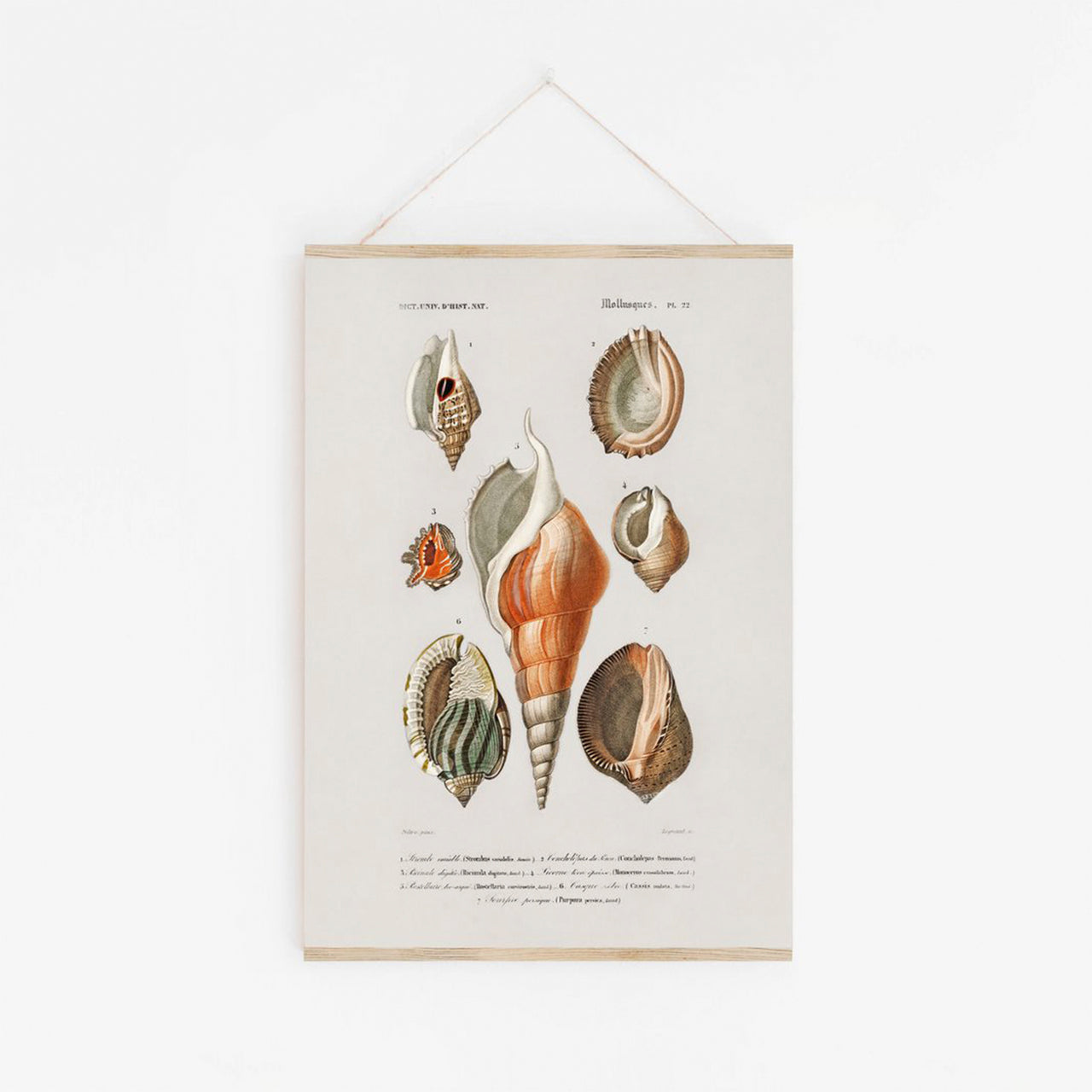 Plakat A3 Skjell 1 – Norway Designs